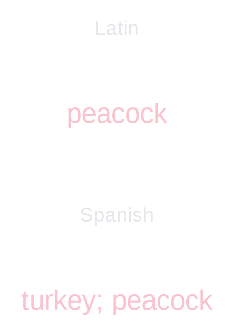 Pavo Etymology for Spanish Learners